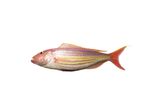 Golden Threadfin Bream Whole - Gutted Fish - 3Fish